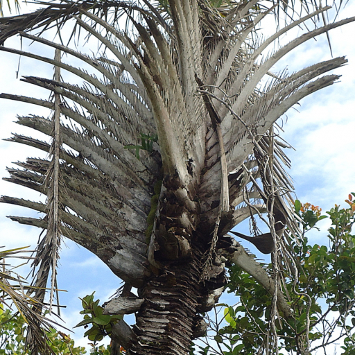Licuri Palm (Syagrus Coronata) Plant Care & How to Grow, Water
