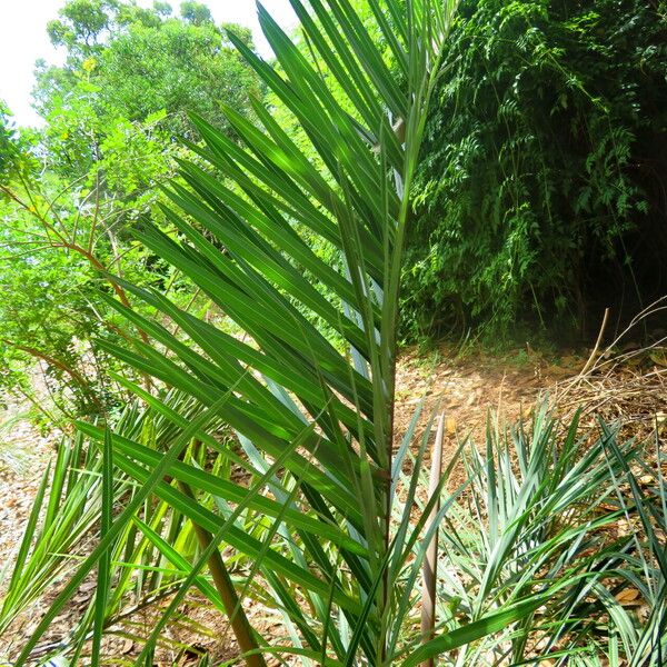 Syagrus Duartei Plant Care & How to Grow, Water