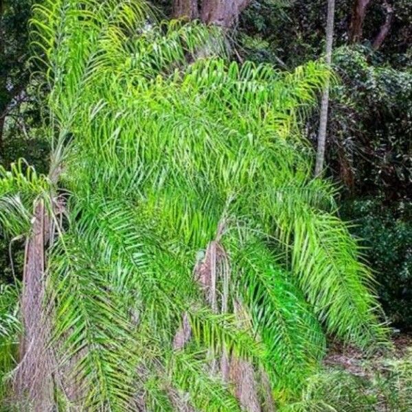 Queen Palm (Syagrus Flexuosa) Plant Care & How to Grow, Water