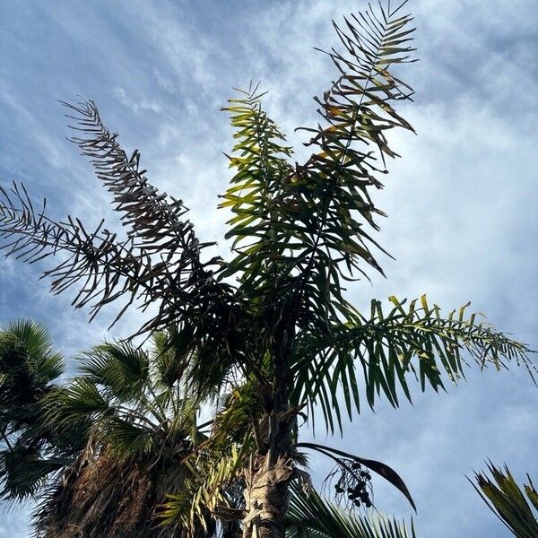 Pupunha Palm (Syagrus Inajai) Plant Care & How to Grow, Water