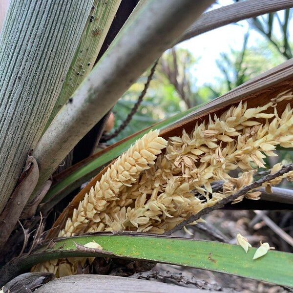 Syagrus Itacambirana Plant Care & How to Grow, Water