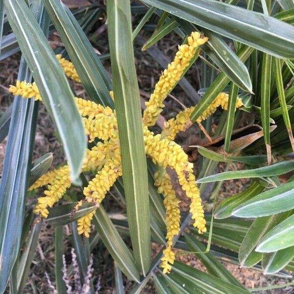 Syagrus Microphylla Plant Care & How to Grow, Water