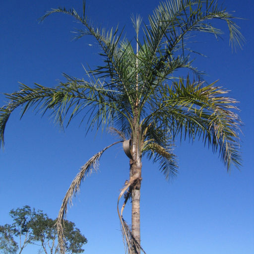 Catole Palm (Syagrus Oleracea) Plant Care & How to Grow, Water