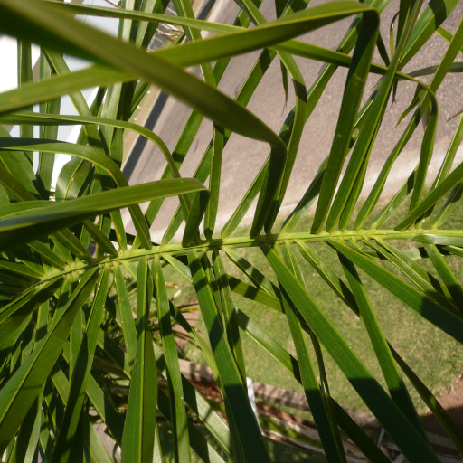 Queen Palm (Syagrus Romanzoffiana) Plant Care & How to Grow, Water