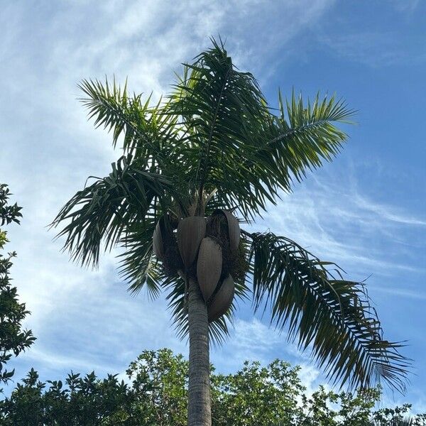 Syagrus Vermicularis Plant Care & How to Grow, Water