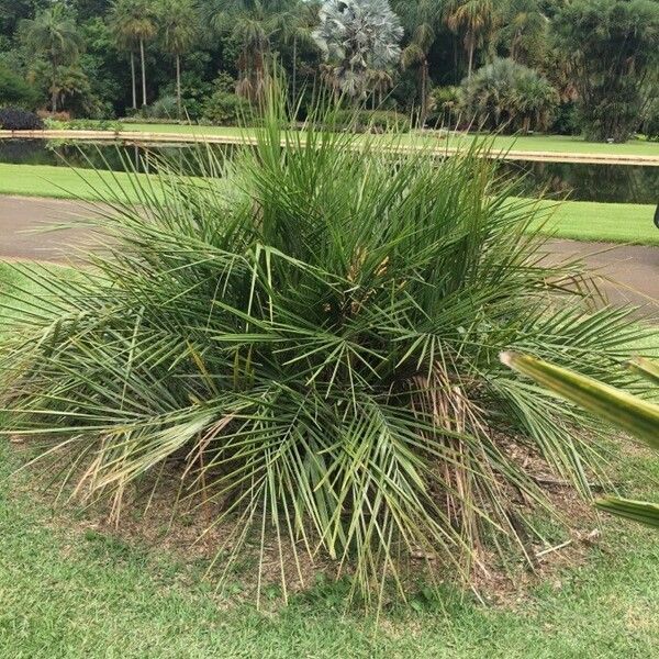 Syagrus Werdermannii Plant Care & How to Grow, Water