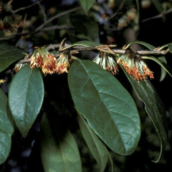 Sispocys (Sycopsis Sinensis) Plant Care & How to Grow, Water