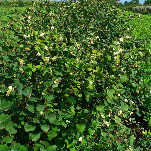 Common Snowberry (Symphoricarpos Albus) Plant Care & How to Grow, Water