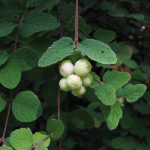Creeping Snowberry (Symphoricarpos Mollis) Plant Care & How to Grow, Water