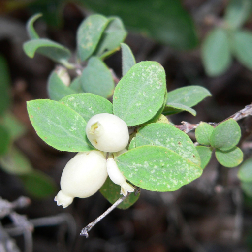 Mountain Snowberry (Symphoricarpos Oreophilus) Plant Care & How to Grow ...