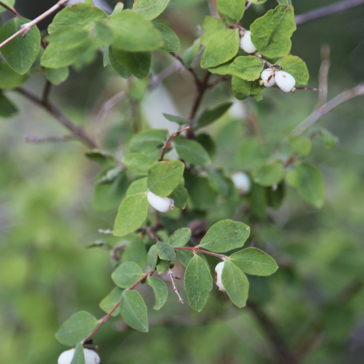 Coralberry (Symphoricarpos Rotundifolius) Plant Care & How to Grow, Water