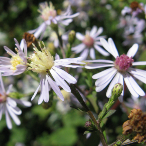 Common Blue Wood-Aster (Symphyotrichum Cordifolium) Care Guide: Water ...