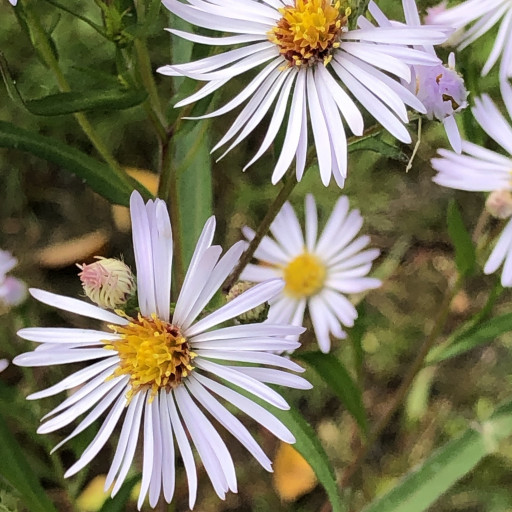 White-Panicle Aster (Symphyotrichum Lanceolatum) Care Guide: Water ...