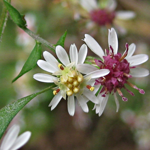Calico Aster (Symphyotrichum Lateriflorum) Care Guide: Water, Soil ...