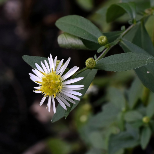 Bottomland Aster (Symphyotrichum Ontarionis) Plant Care & How to Grow ...