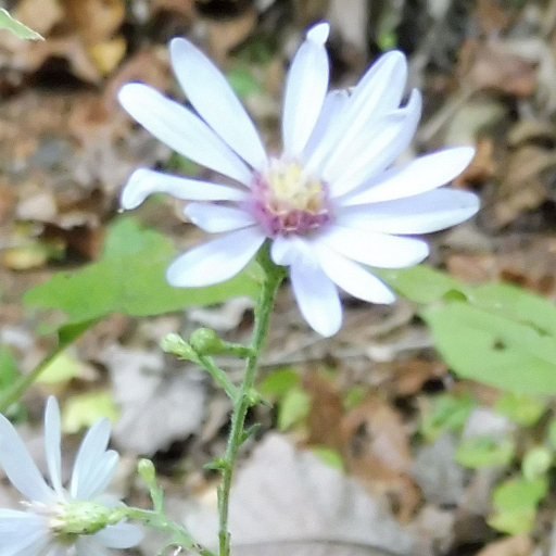 Short's Aster (Symphyotrichum Shortii) Plant Care & How to Grow, Water
