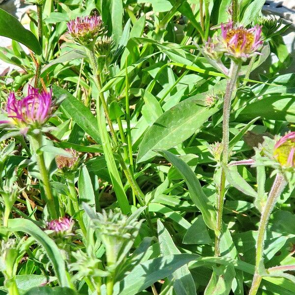 Western Aster (Symphyotrichum Spathulatum) Care Guide: Water, Soil ...