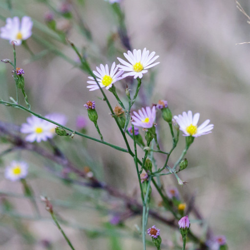 Eastern Annual Saltmarsh Aster (Symphyotrichum Subulatum) Care Guide ...