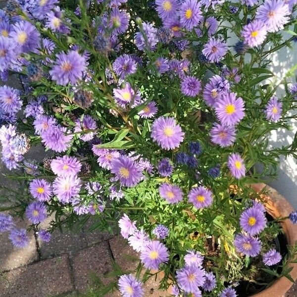 Algarroba-Bean (Prosopis Juliflora) Plant Care & How to Grow, Water