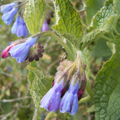 Prickly Comfrey (Symphytum Asperum) Plant Care & How to Grow, Water