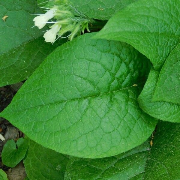 Symphytum Ibiricum Plant Care & How to Grow, Water