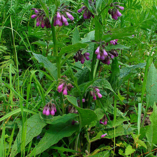 Common Comfrey (Symphytum Officinale) Plant Care & How to Grow, Water