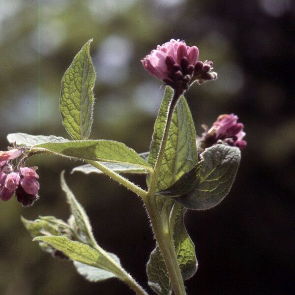 Symphytum Peregrinum Plant Care & How to Grow, Water