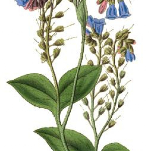 Russian Comfrey (Symphytum X Uplandicum) Plant Care & How to Grow, Water