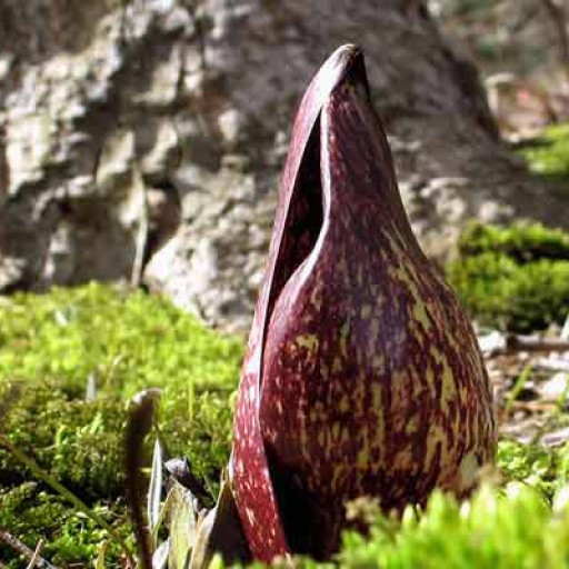 Skunk Cabbage (Symplocarpus Foetidus) Care Guide: Water, Soil ...