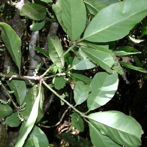 Symplocos Caerulescens Care Guide: Water, Soil & Propagation - Plantiary