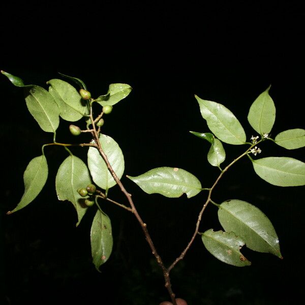 Buff Hazelwood (Symplocos Cochinchinensis) Plant Care & How to Grow, Water