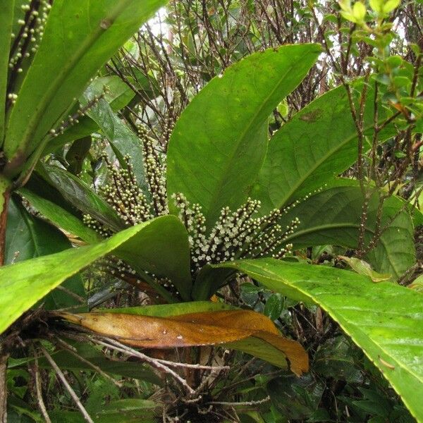 Symplocos Neocaledonica Care Guide: Water, Soil & Propagation - Plantiary