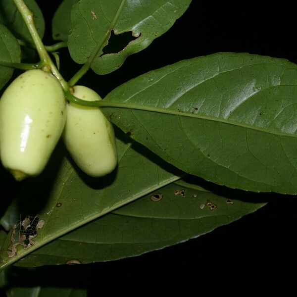 Symplocos Panamensis Plant Care & How to Grow, Water