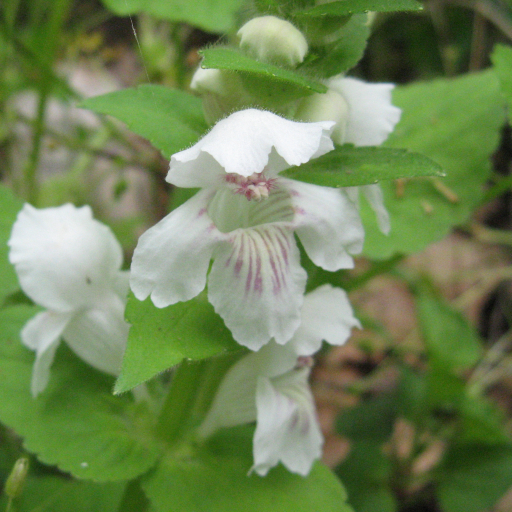 Guyandotte Beauty (Synandra Hispidula) Plant Care & How to Grow, Water