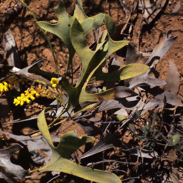 Synaphea Gracillima Care Guide: Water, Soil & Propagation - Plantiary