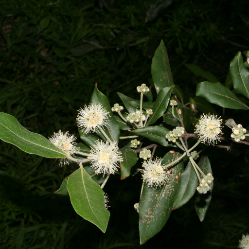 Red Luster (Syncarpia Glomulifera) Plant Care & How to Grow, Water