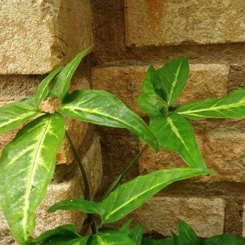 Five Fingers (Syngonium Angustatum) Plant Care & How to Grow, Water