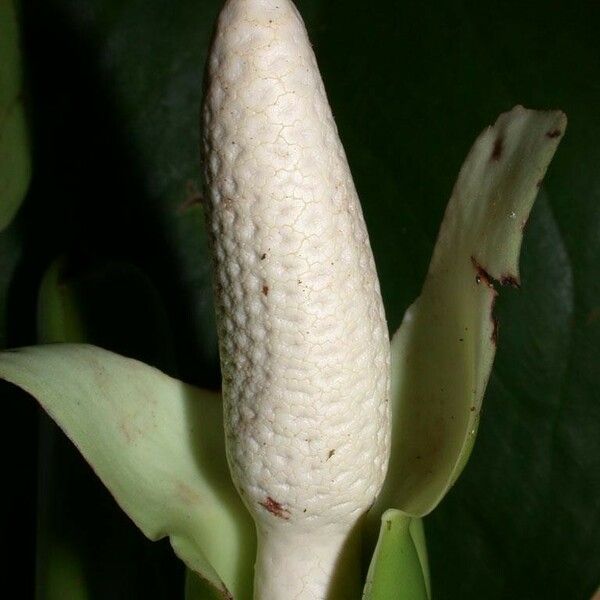 Arrowhead Vine (Syngonium Macrophyllum) Care Guide: Water, Soil ...