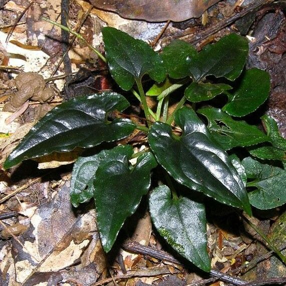 Arrowhead (Syngonium Rayi) Plant Care & How to Grow, Water