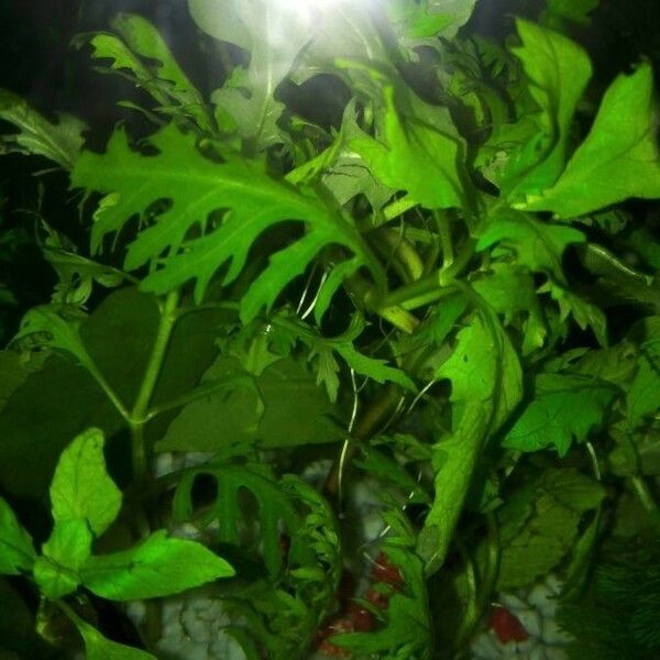 Synnema Anomalum Plant Care & How to Grow, Water