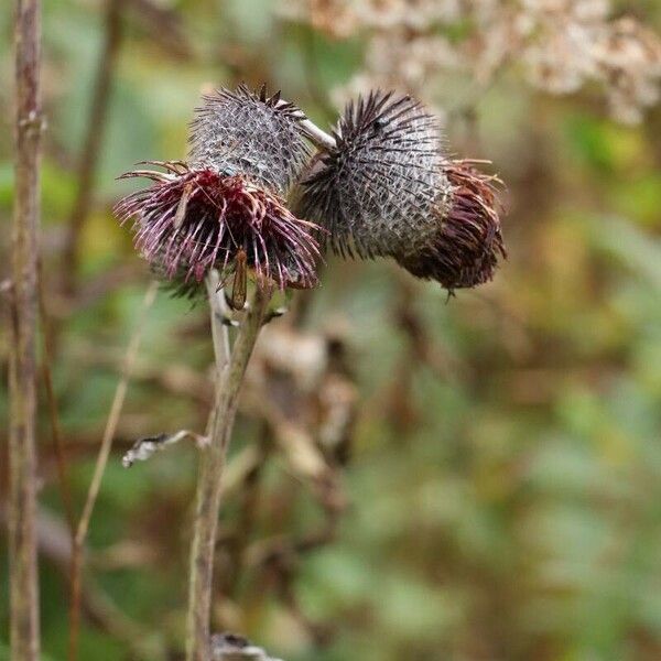 Large Deltoid Synurus (Synurus Excelsus) Plant Care & How to Grow, Water