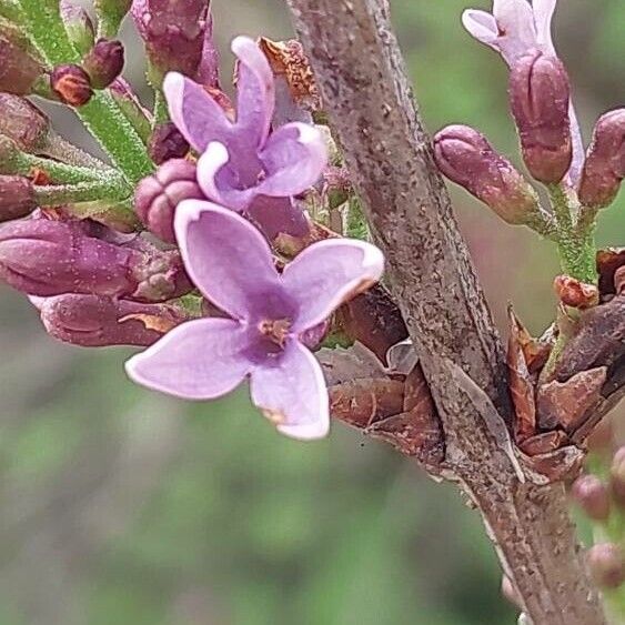 Chinese Lilac (Syringa × Chinensis) Plant Care & How to Grow, Water