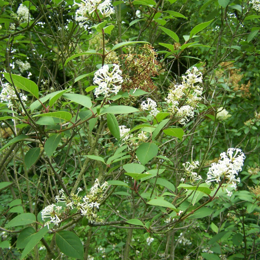 Himalayan Lilac (Syringa Emodi) Care Guide: Water, Soil & Propagation ...