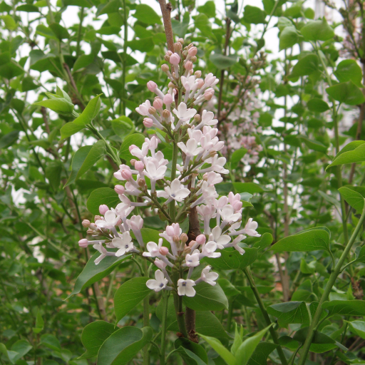 Lilac (Syringa Oblata) Plant Care & How to Grow, Water