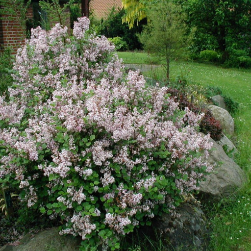 Juliana Lilac (Syringa Pubescens) Plant Care & How to Grow, Water