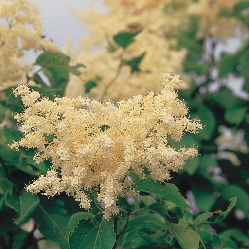 Japanese Tree Lilac (Syringa Reticulata) Plant Care & How to Grow, Water