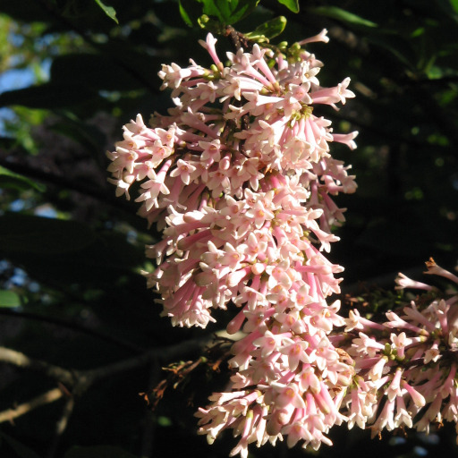 Syringa Tomentella Care Guide: Water, Soil & Propagation - Plantiary