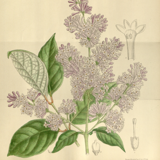 Villous Lilac (Syringa Villosa) Plant Care & How to Grow, Water