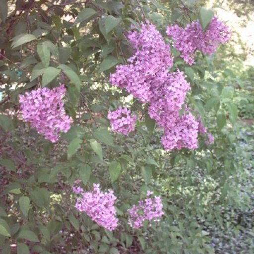 Persian Lilac (Syringa X Persica) Plant Care & How to Grow, Water