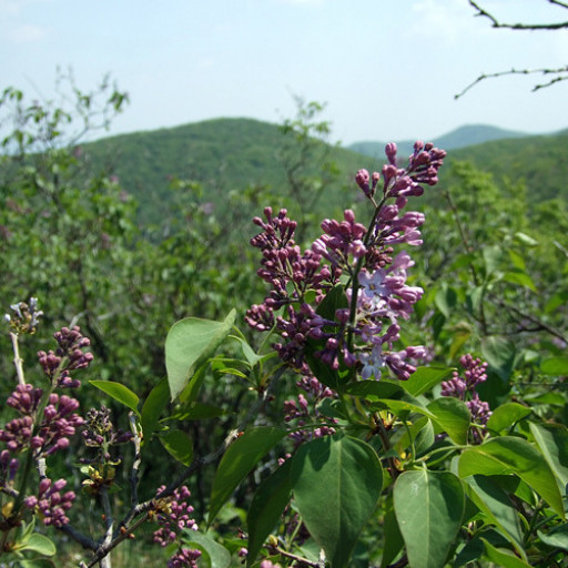 Syringa Plant Care & How to Grow, Water